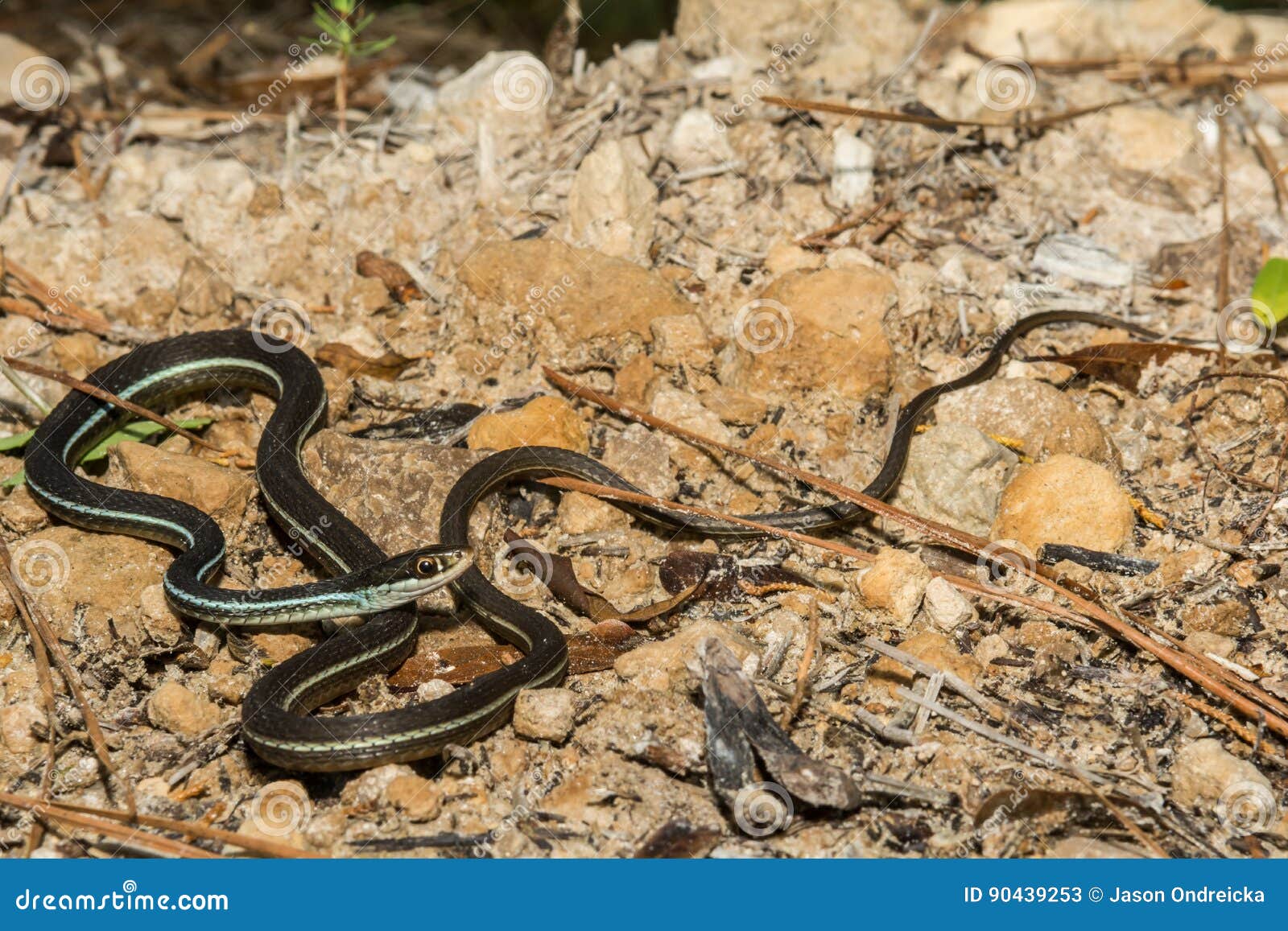 Bluestripe Ribbon Snake stock image. Image of bluestripe - 90439253