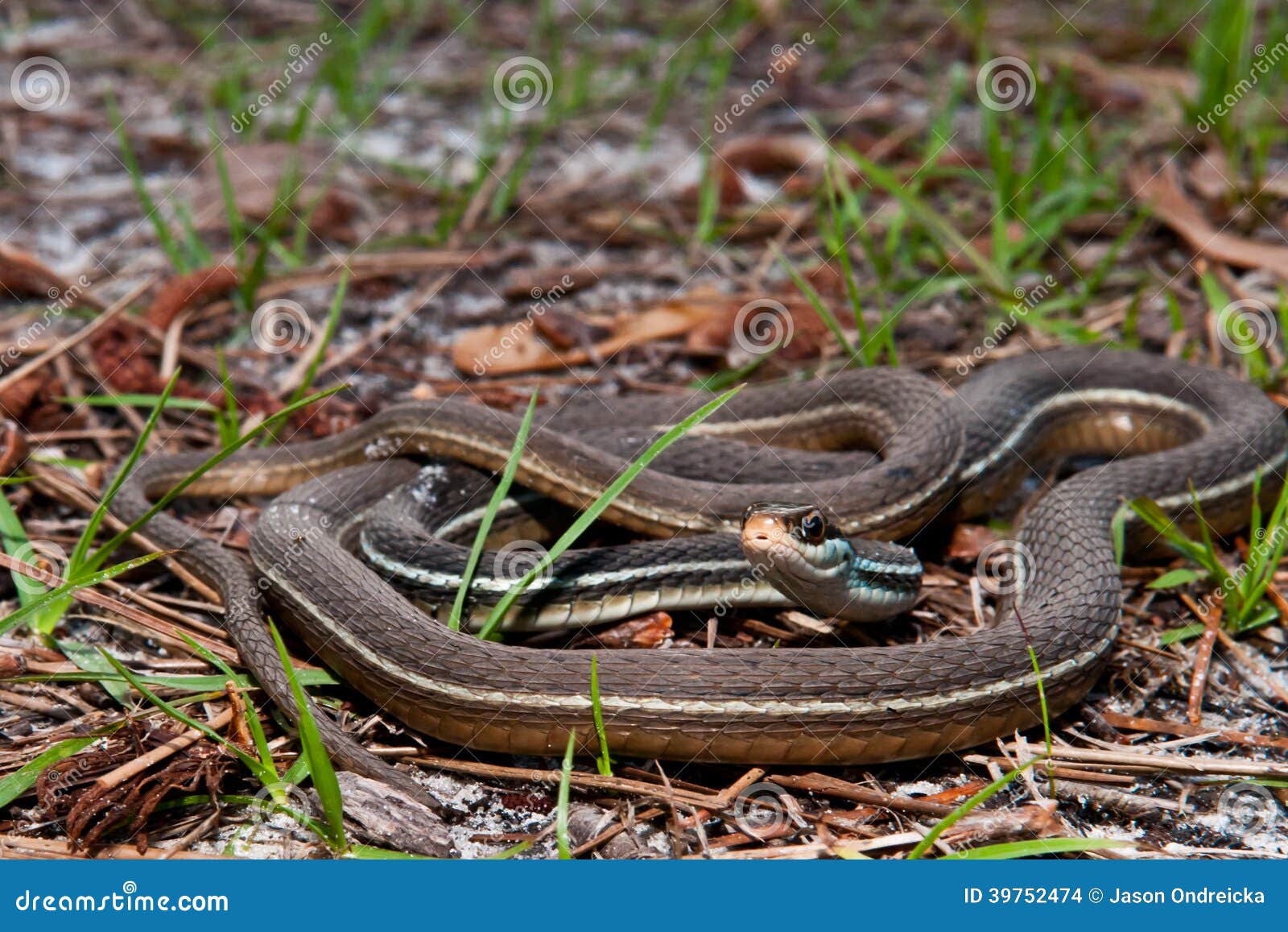 Bluestripe Ribbon Snake stock photo. Image of bluestripe - 39752474