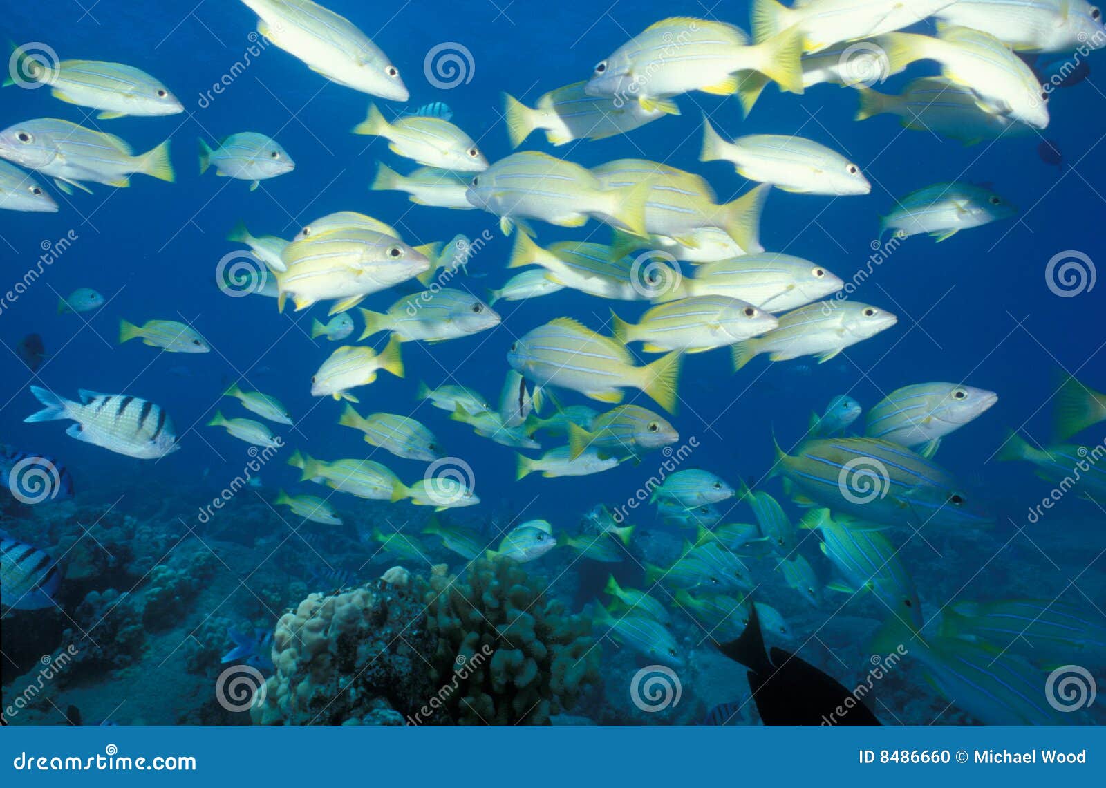 Hawaiian Sergeant Damselfish Juvenile Pair (mamo) Royalty-Free Stock ...