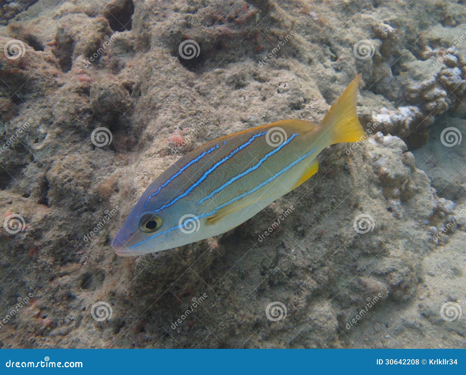 Bluestripe Snapper (ta Ape) Stock Photo - Image of water, reef: 30642208