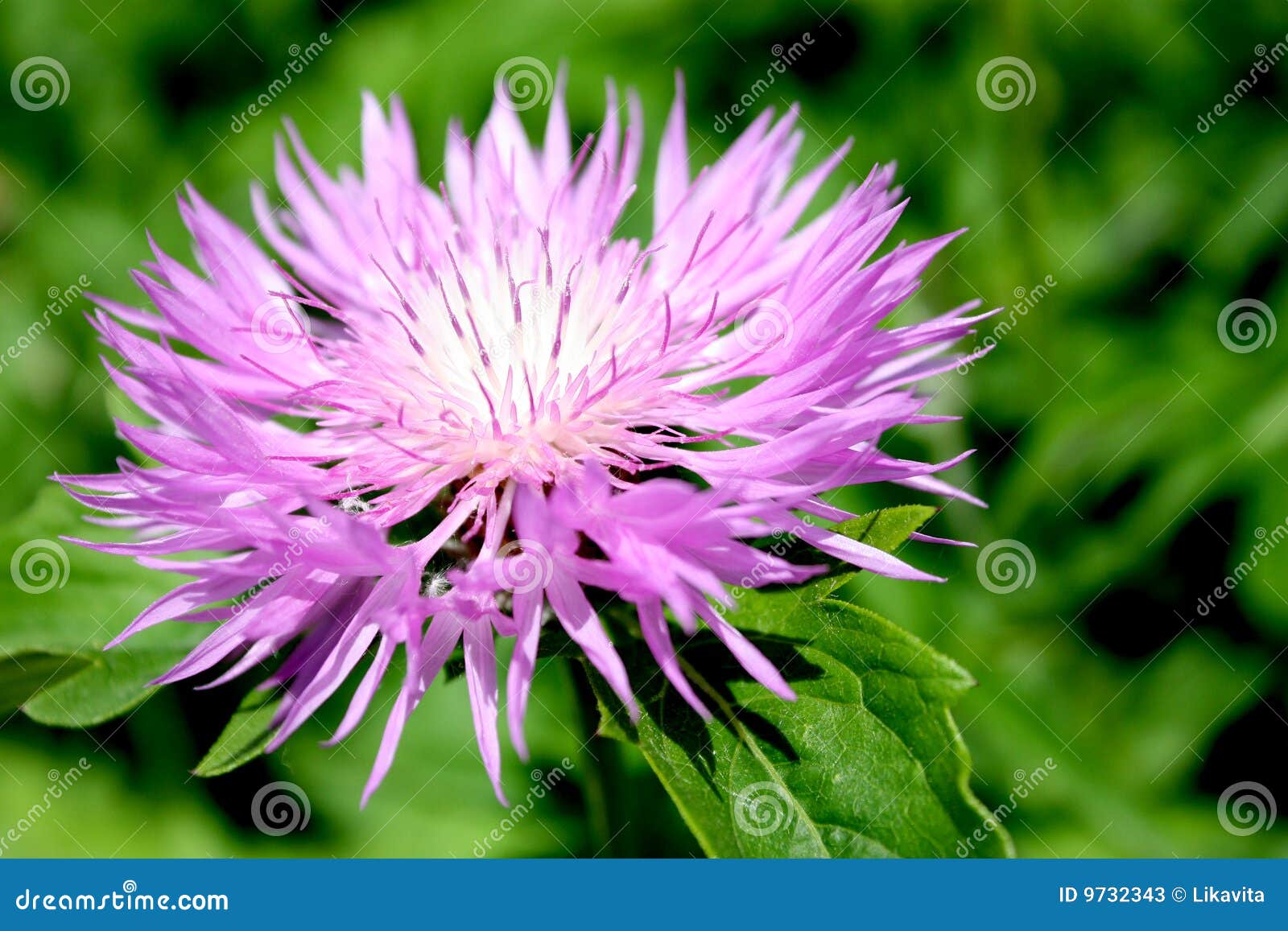 Bluet Flower Picture. Image: 9732343