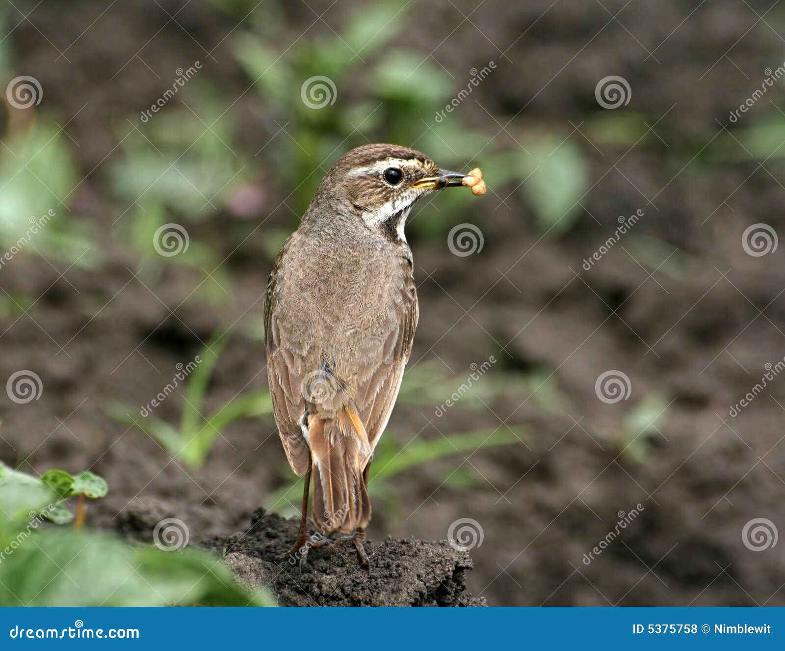 Bluethroat (Luscinia Svecica) Stock Photo - Image of luscinia, cold ...