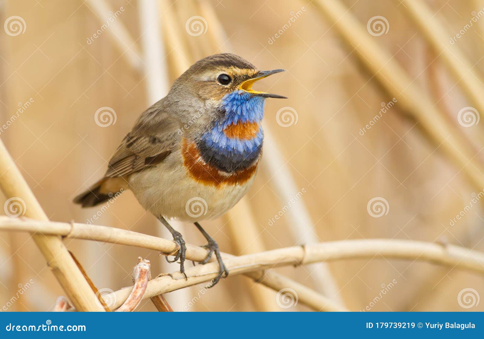 Bluethroat, Luscinia Svecica. Bird is Singing Stock Image - Image of ...