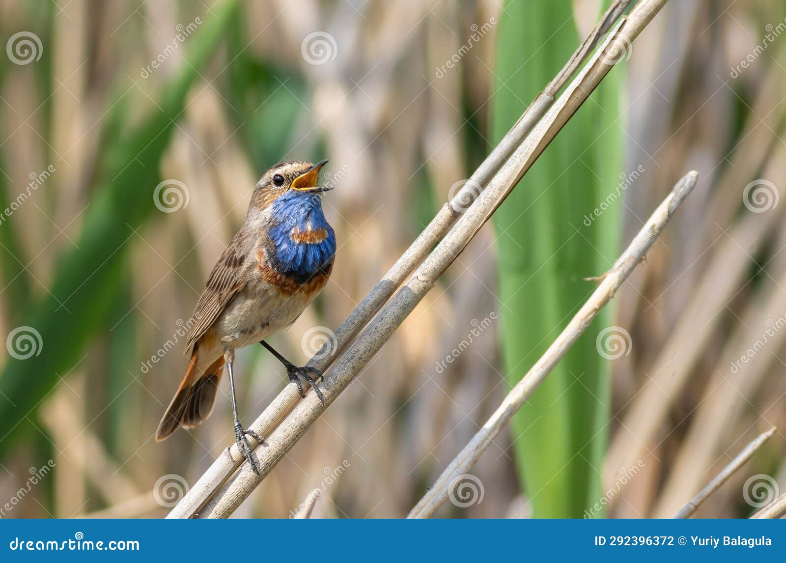 Bluethroat, Luscinia Svecica. a Bird Sits on a Reed Stalk Stock Photo ...