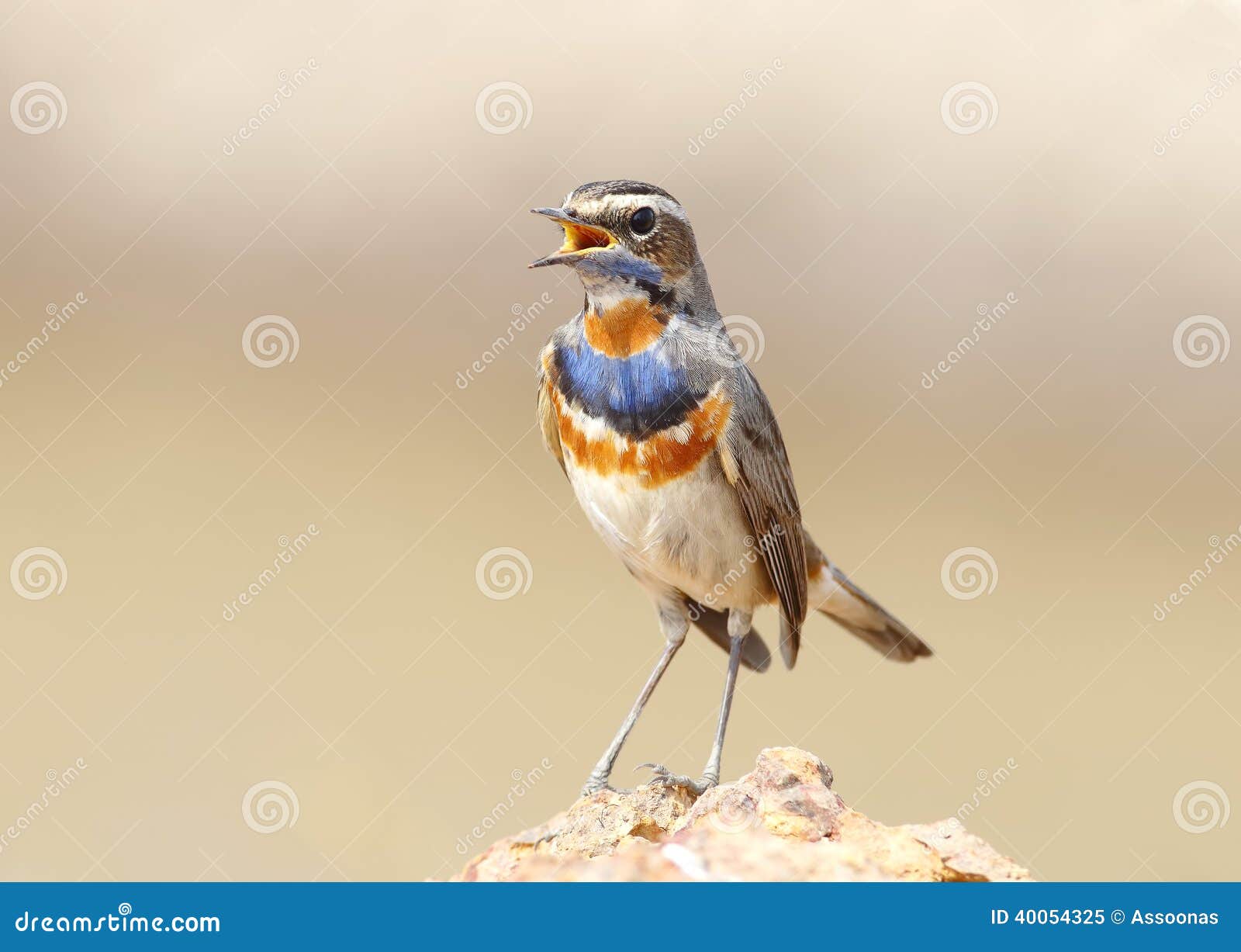 Bluethroat Luscinia Svecica Stock Image - Image of people, nature: 40054325