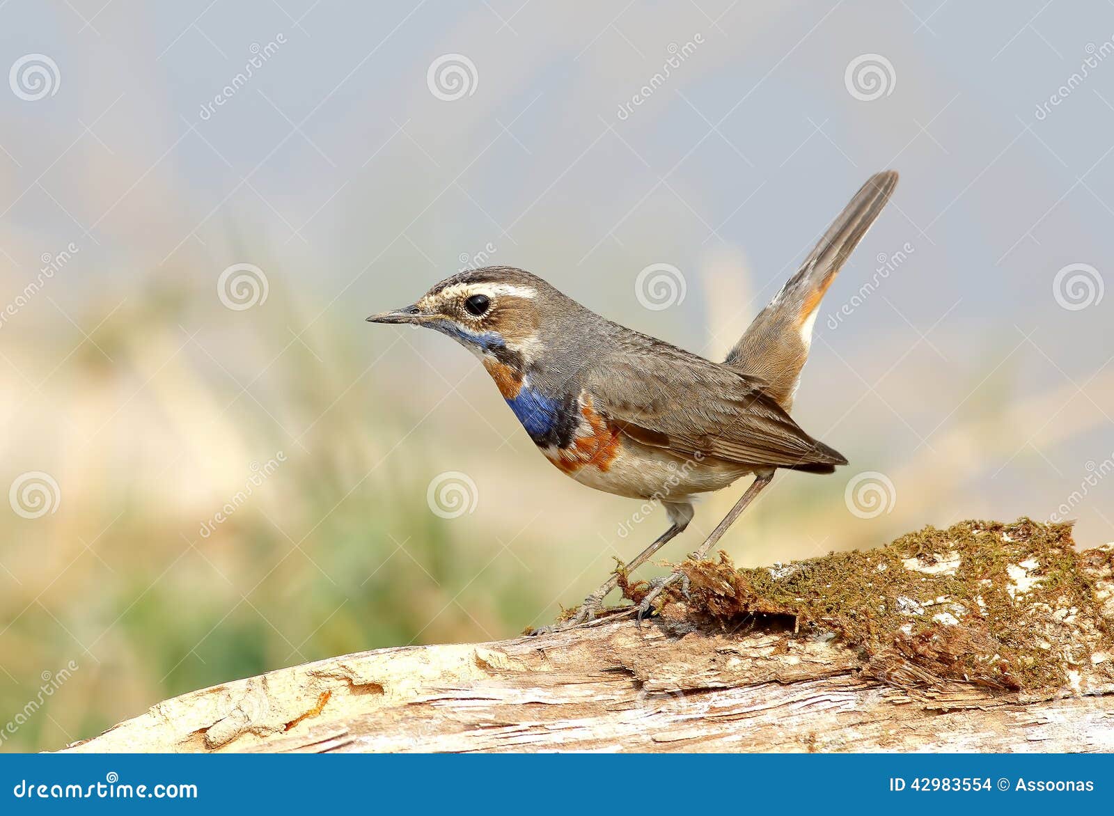 Bluethroat Luscinia Svecica Stock Photo - Image of female, birds: 42983554