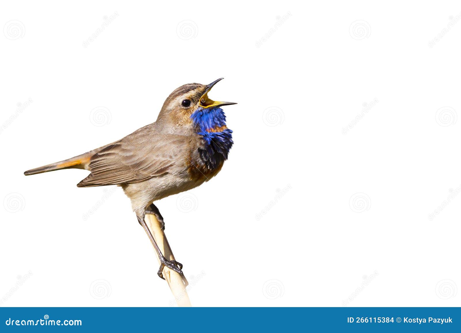 Bluethroat Singing a Song with Its Beak Open Isolate on White Stock ...