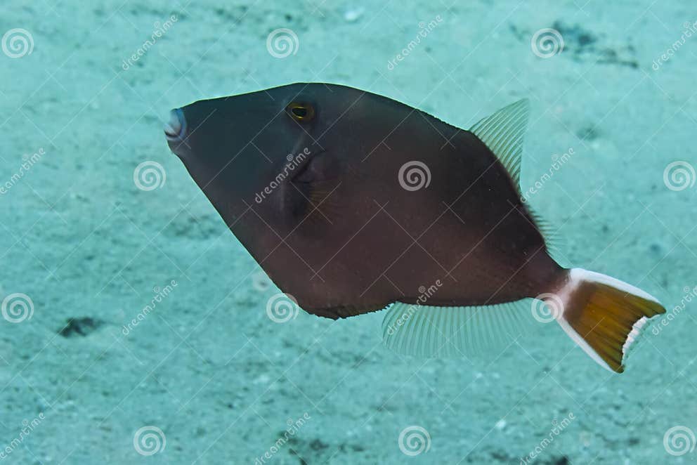 Bluethroat triggerfish stock image. Image of nature, fish - 27960921