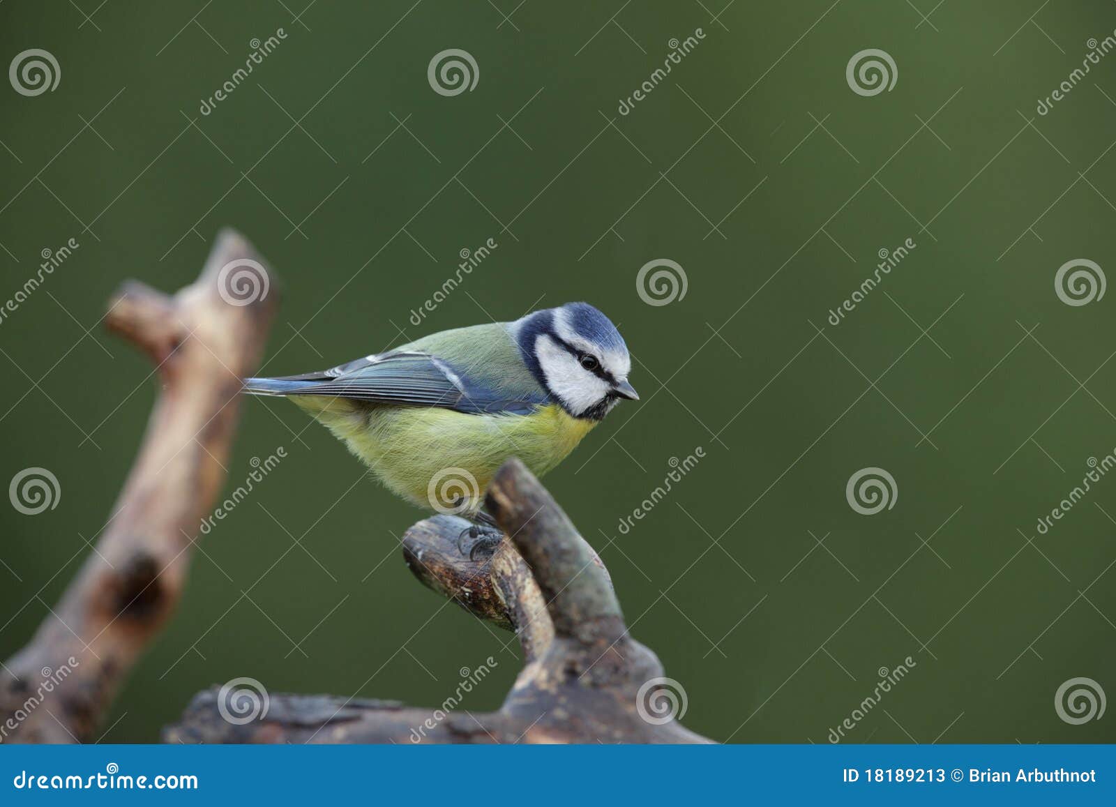 A bluetit bird. stock image. Image of beak, close, birds - 18189213