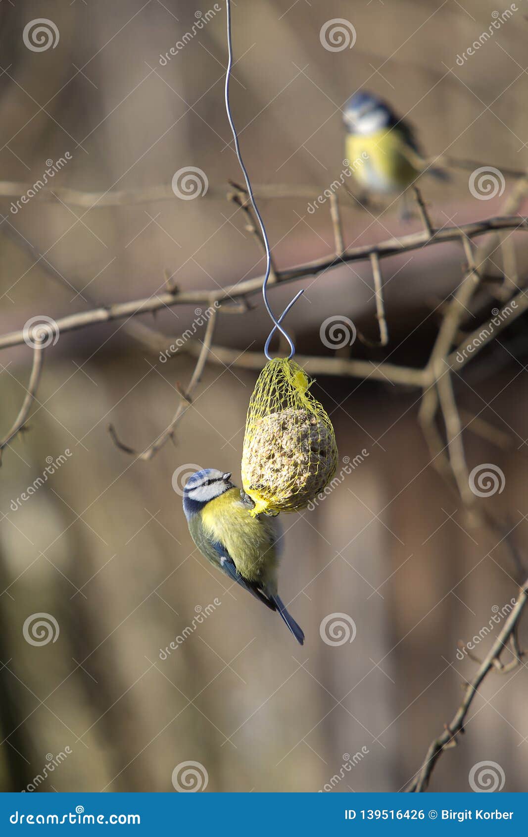 Bluetit Bird on a Chuck Piston Stock Photo - Image of creature, tree ...