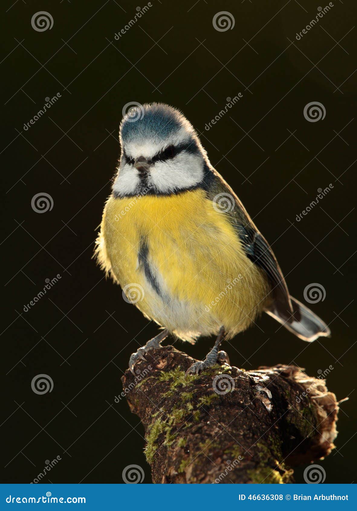 Bluetit bird. stock photo. Image of wildlife, nature - 46636308