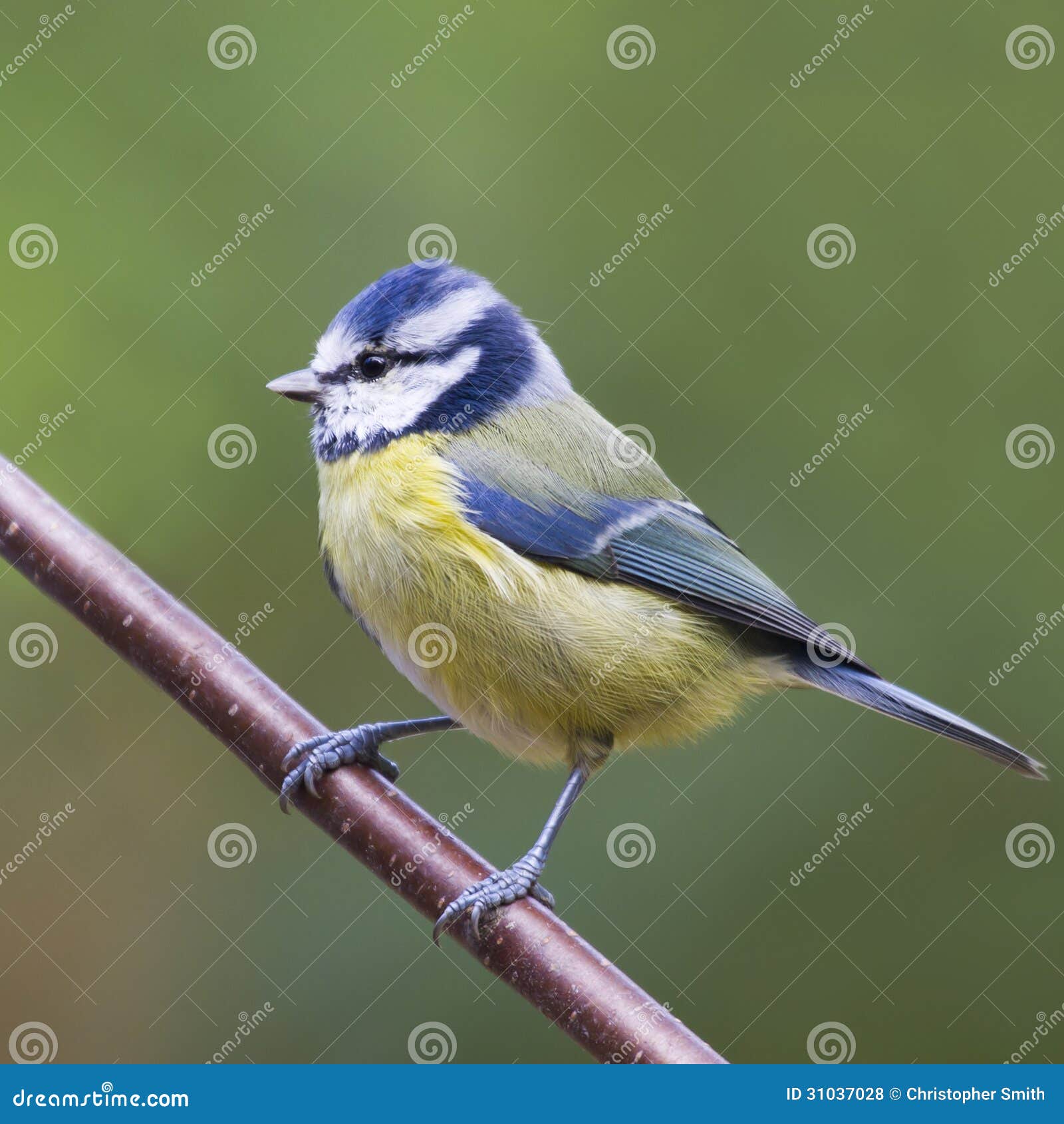 Bluetit (caeruleus Del Parus) Fotografia Stock - Immagine di filiale ...