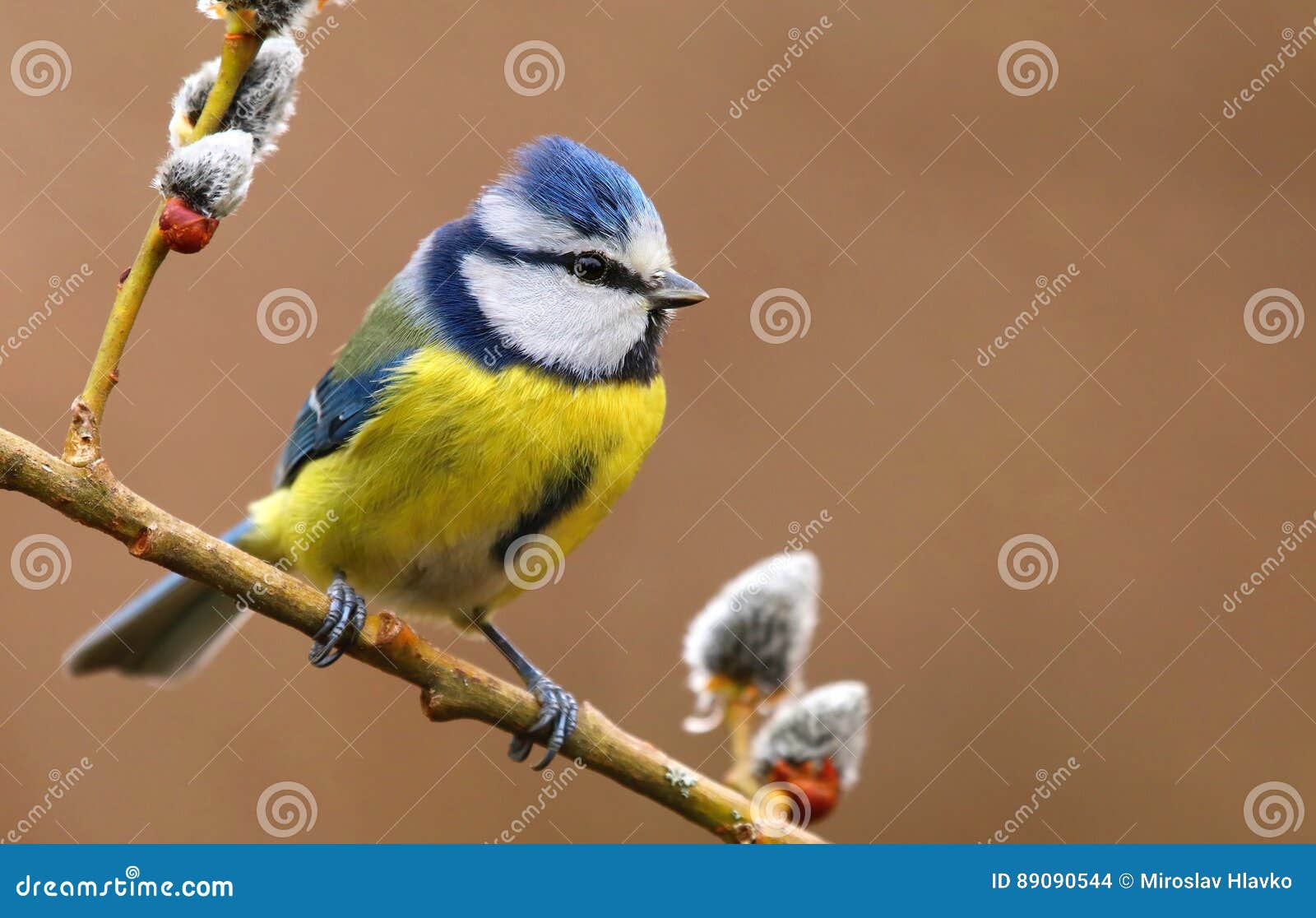 Bluetit Cyanistes Caeruleus Stock Photo - Image of cute, adorable: 89090544