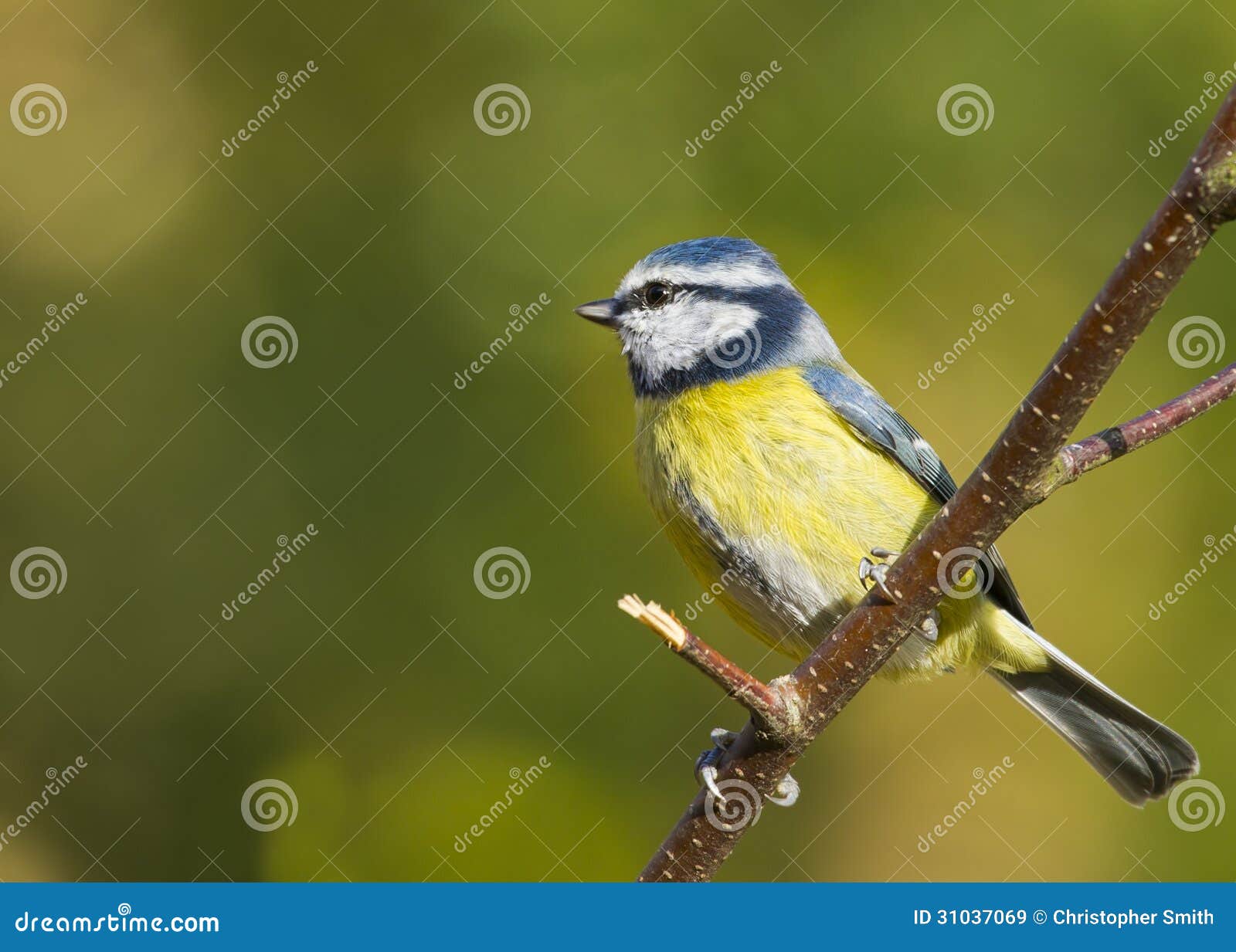 Bluetit (Parus caeruleus) stock image. Image of european - 31037069