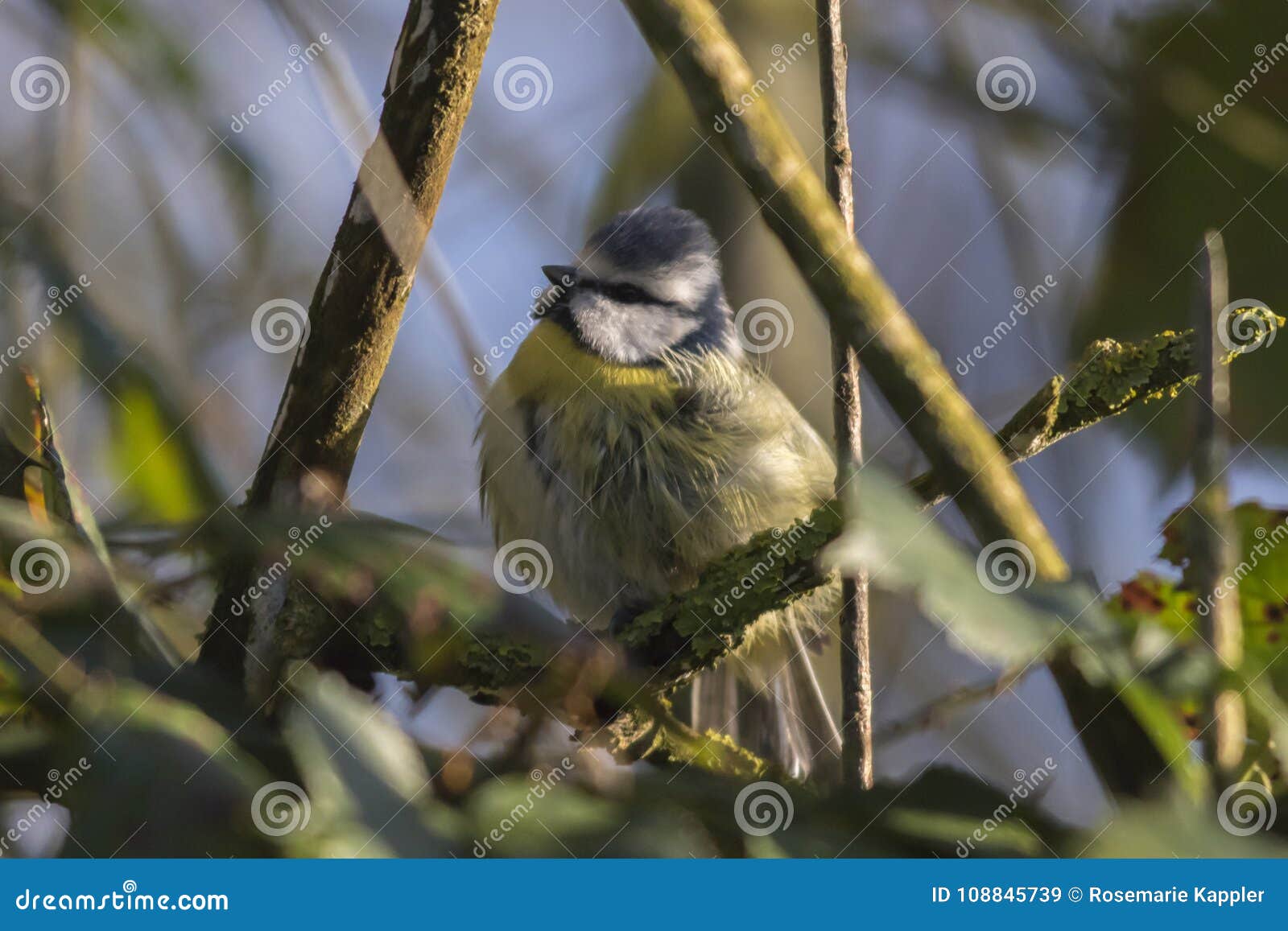 Bluetit Parus caeruleus stock image. Image of singing - 108845739