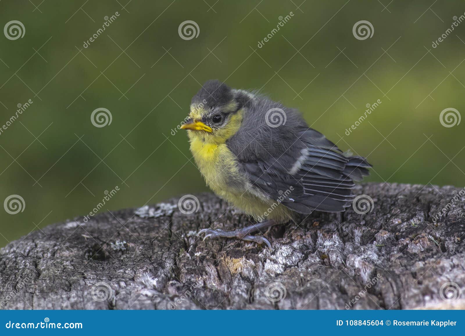 Bluetit Parus caeruleus stock photo. Image of homburg - 108845604
