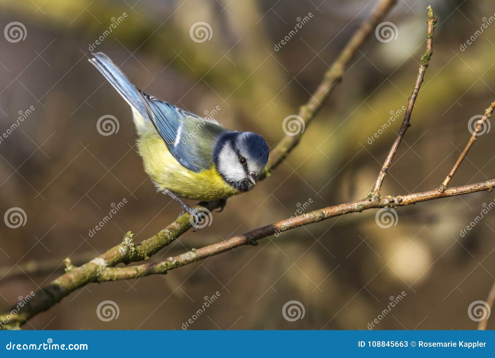 Bluetit Parus caeruleus stock image. Image of animal - 108845663