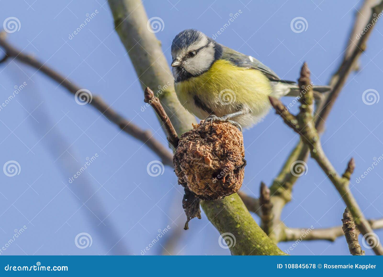 Bluetit Parus caeruleus stock photo. Image of bird, homburg - 108845678