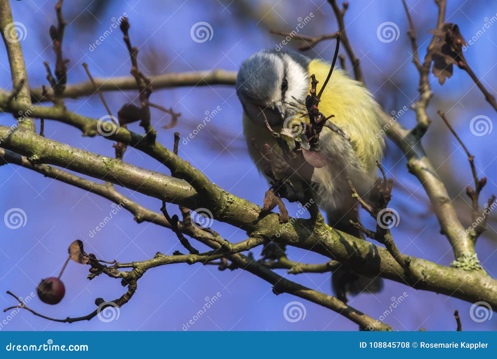 Bluetit Parus caeruleus stock photo. Image of bush, branchwood - 108845708