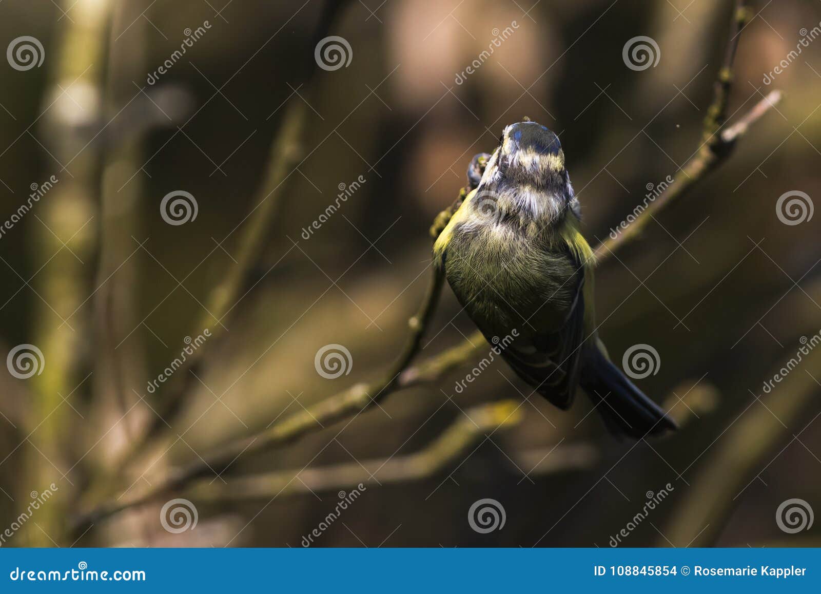 Bluetit Parus caeruleus stock photo. Image of parus - 108845854