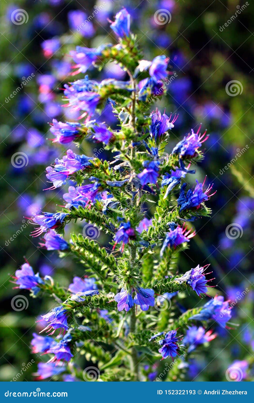 Blue Weed Flowers Stock Images - Download 6,234 Royalty Free Photos