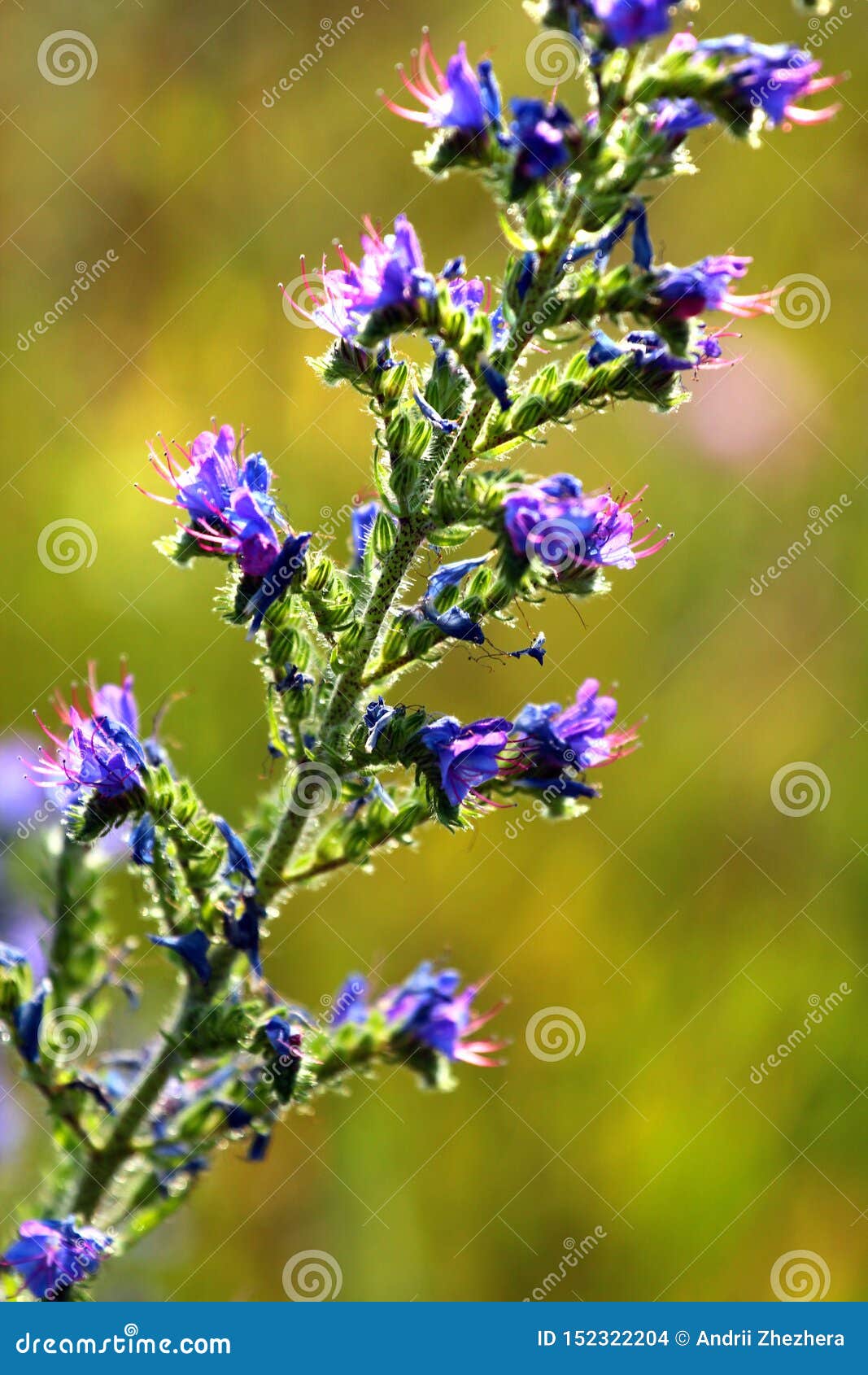 Blueweed Flowers, Echium Vulgare Stock Photo - Image of closeup, nature ...