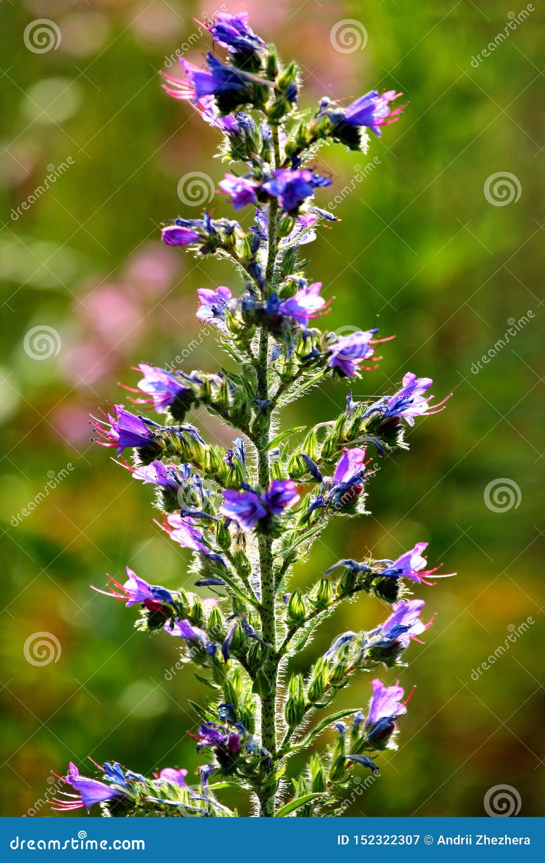 Blueweed Flowers, Echium Vulgare Stock Image - Image of blueweed ...