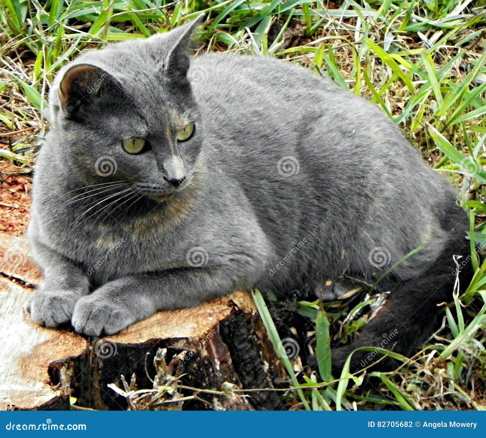 Bluish cat stock photo. Image of outside, bluish, bluecream - 82705682