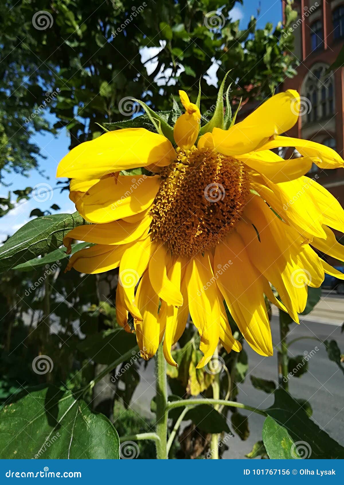 Blume Einer Sonnenblume in Der Sonne Stockfoto - Bild von nave ...