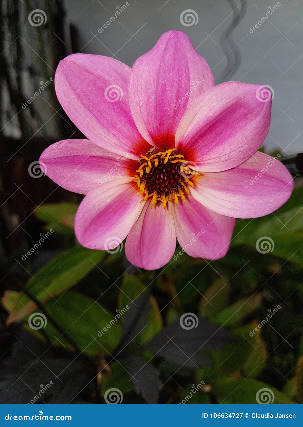 Blume Flower stock image. Image of garden, pink, flower - 106634727