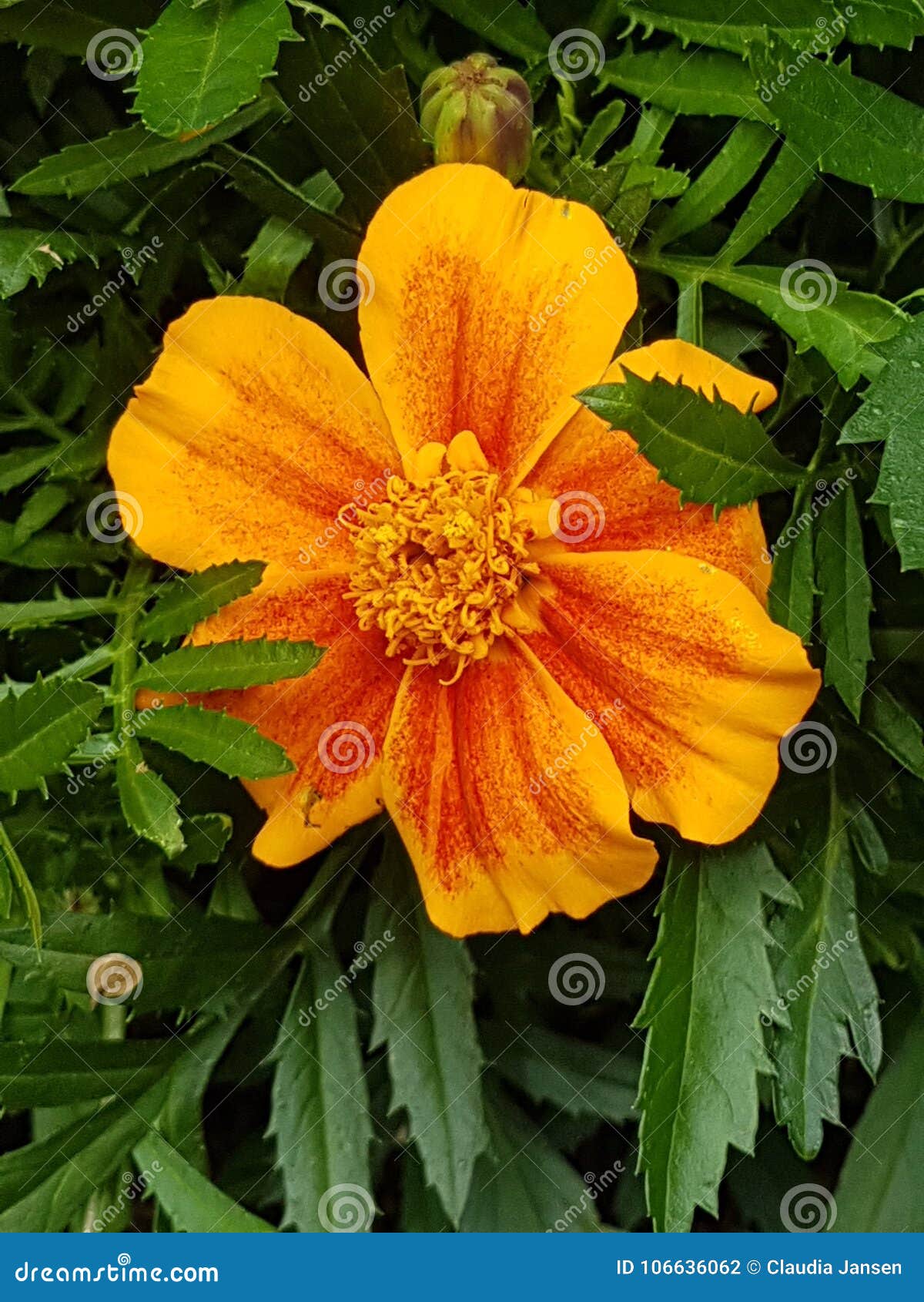 Blume stock photo. Image of wildflower, blume, flower - 106636062