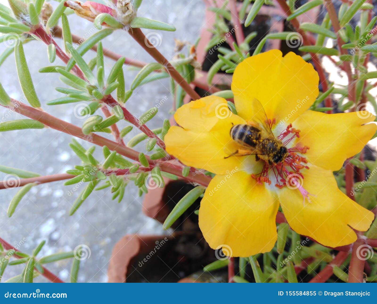 Blume mit Biene stockbild. Bild von nave, blume, garten - 155584855