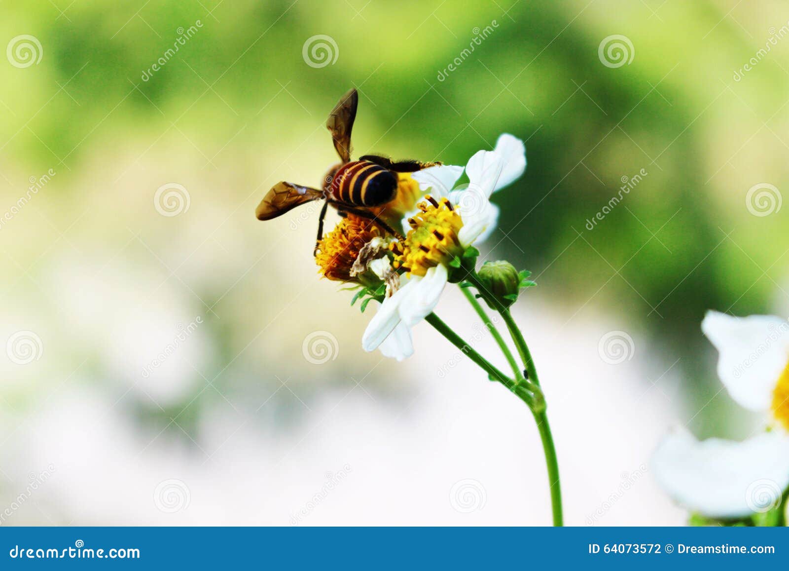 Blume mit der Biene stockfoto. Bild von garten, insekt - 64073572