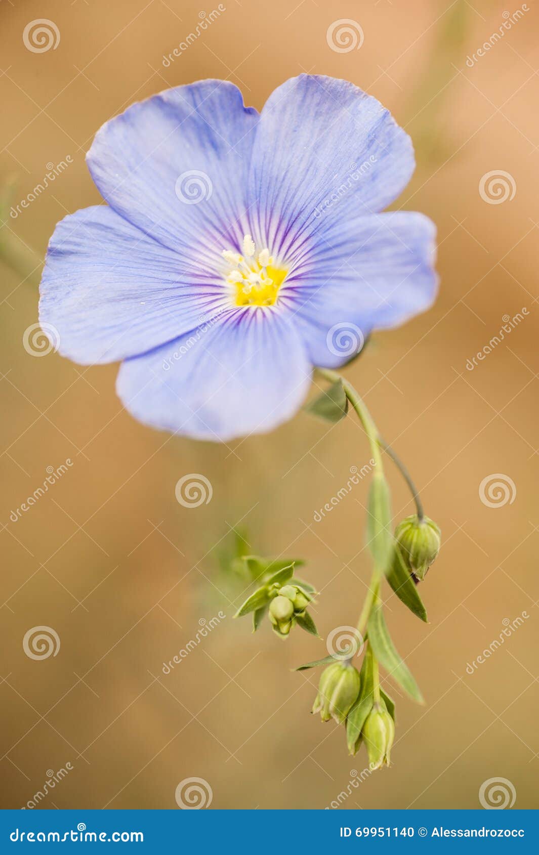 Blume Und Knospen Der Flachspflanze Stockfoto - Bild von flachs ...