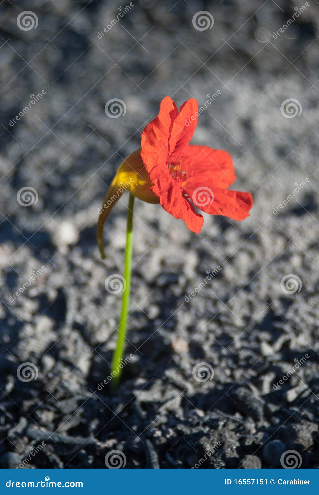 Blume von der Asche stockbild. Bild von blatt, fortschritt - 16557151