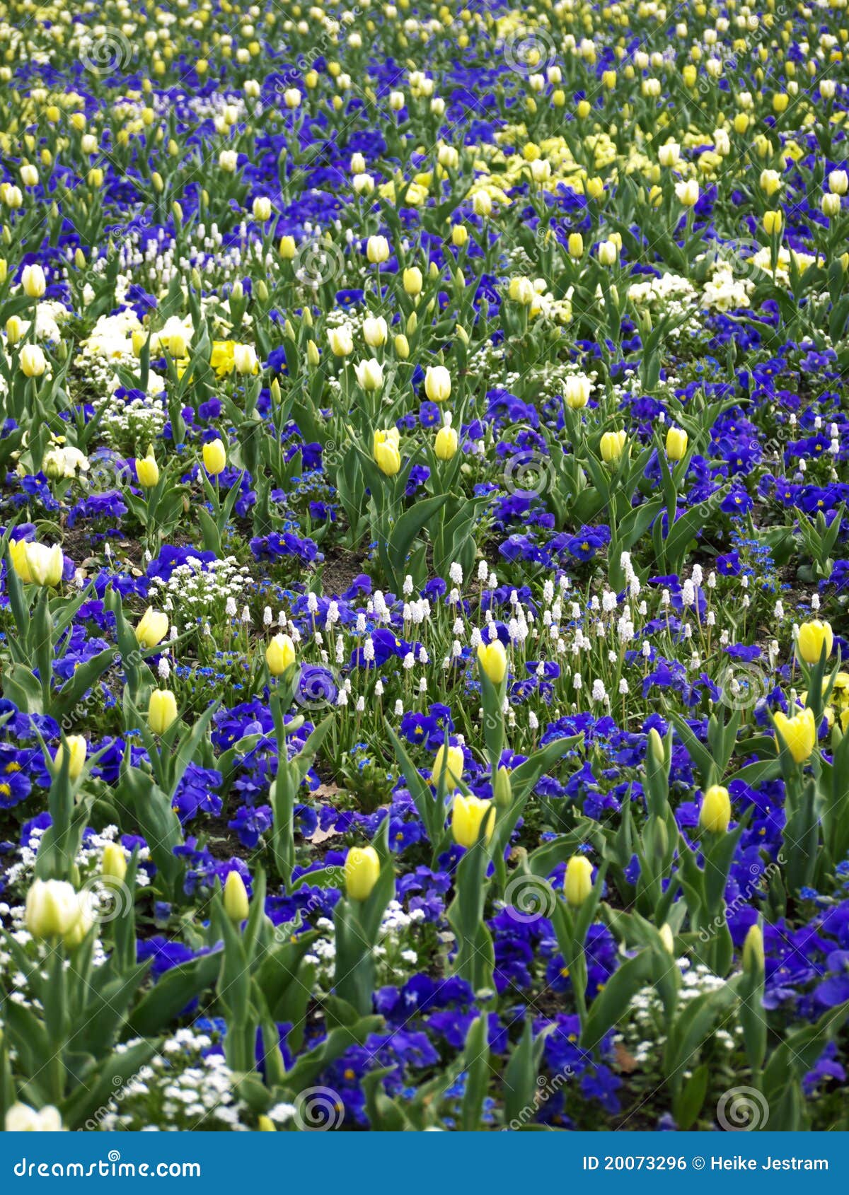 Blume Wiese-gelb-blau stockfoto. Bild von tulpe, garten - 20073296