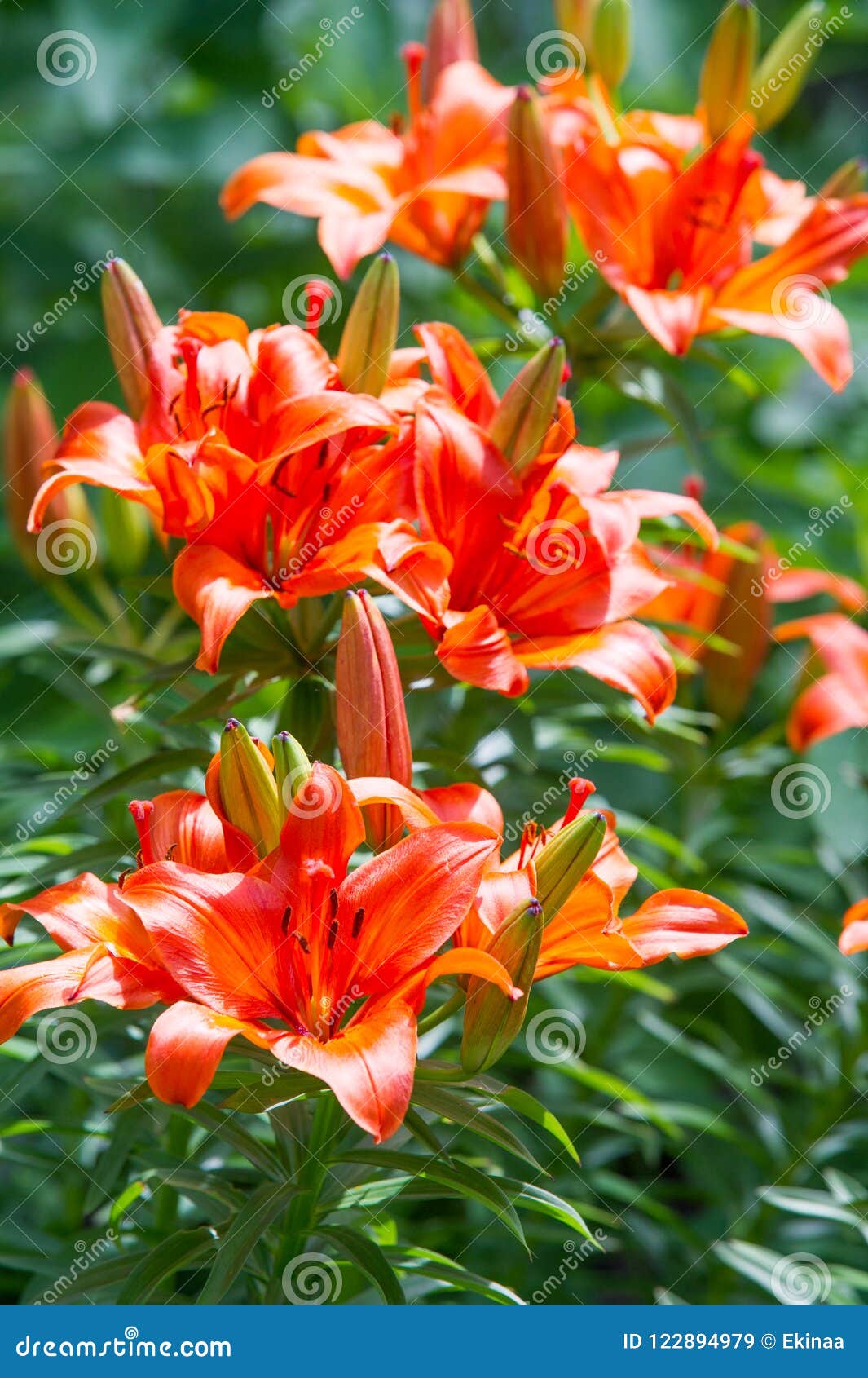 Blumen Auf Dem Blumenbeet Die Tigerlilie (Lilium Lancifolium Oder ...