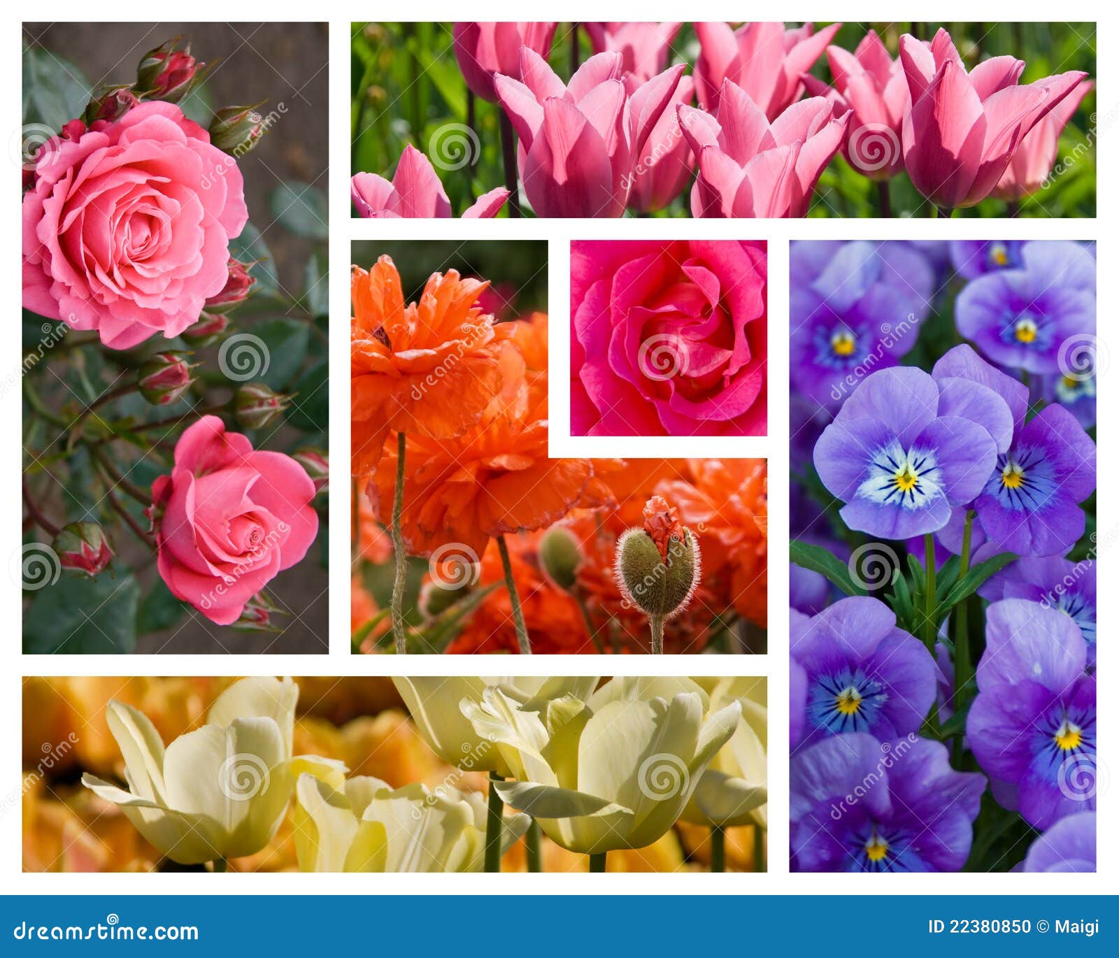 Blumen-Collage stockfoto. Bild von purpurrot, garten - 22380850