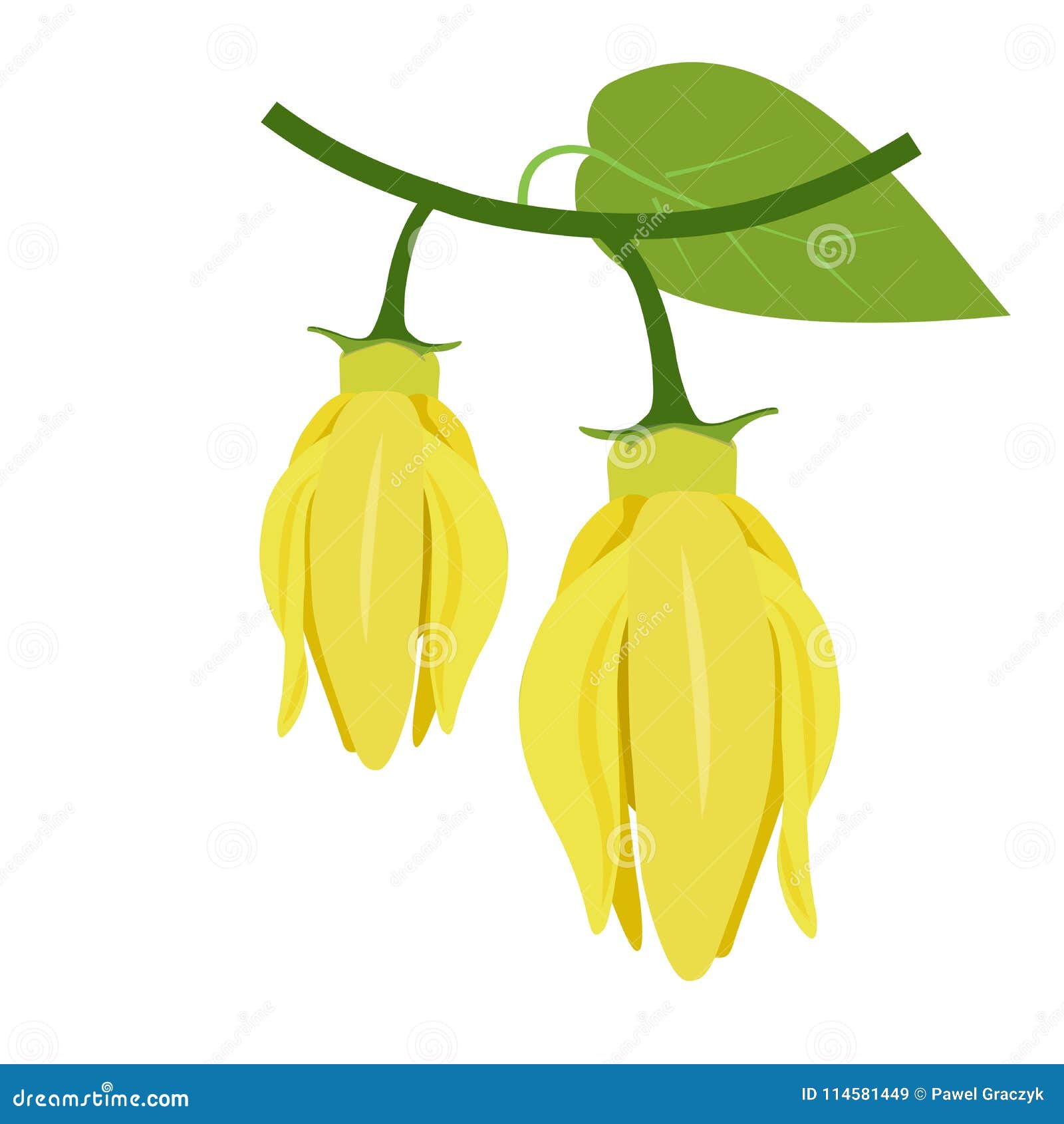 Blumen des Ilang-Ilangs vektor abbildung. Illustration von schmieröl ...