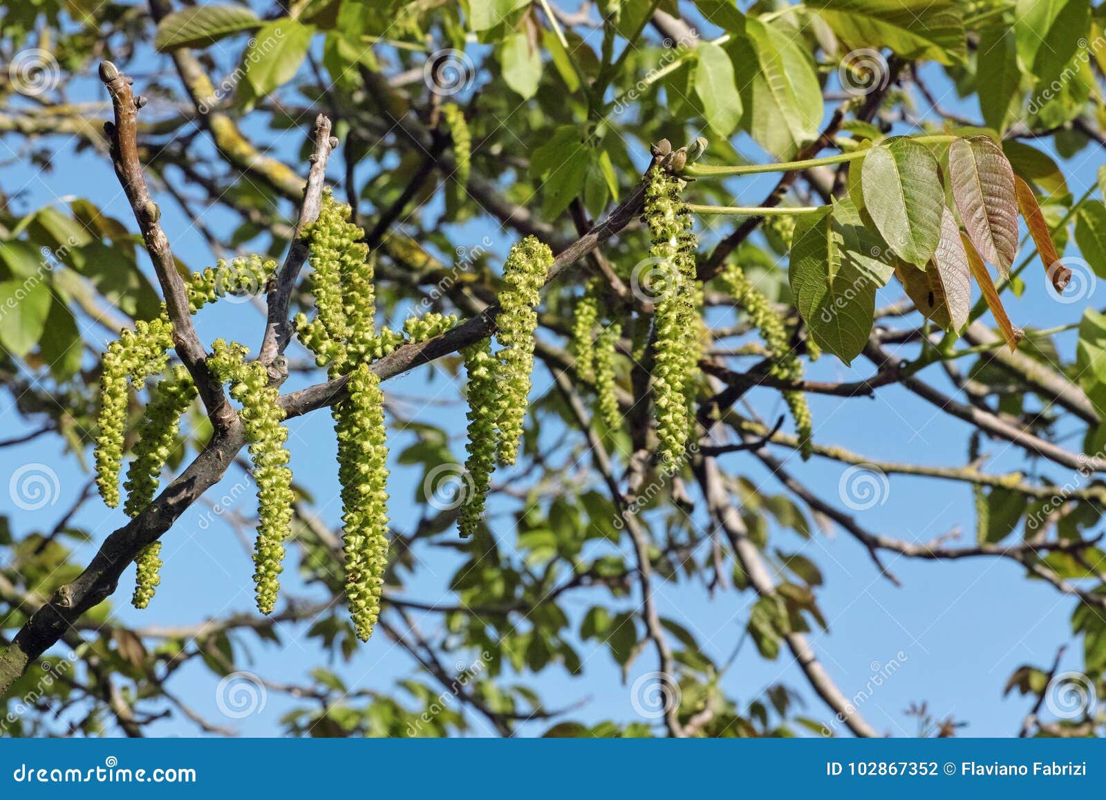 Blumen des Walnussbaums stockfoto. Bild von blumen, laubwechselnd ...