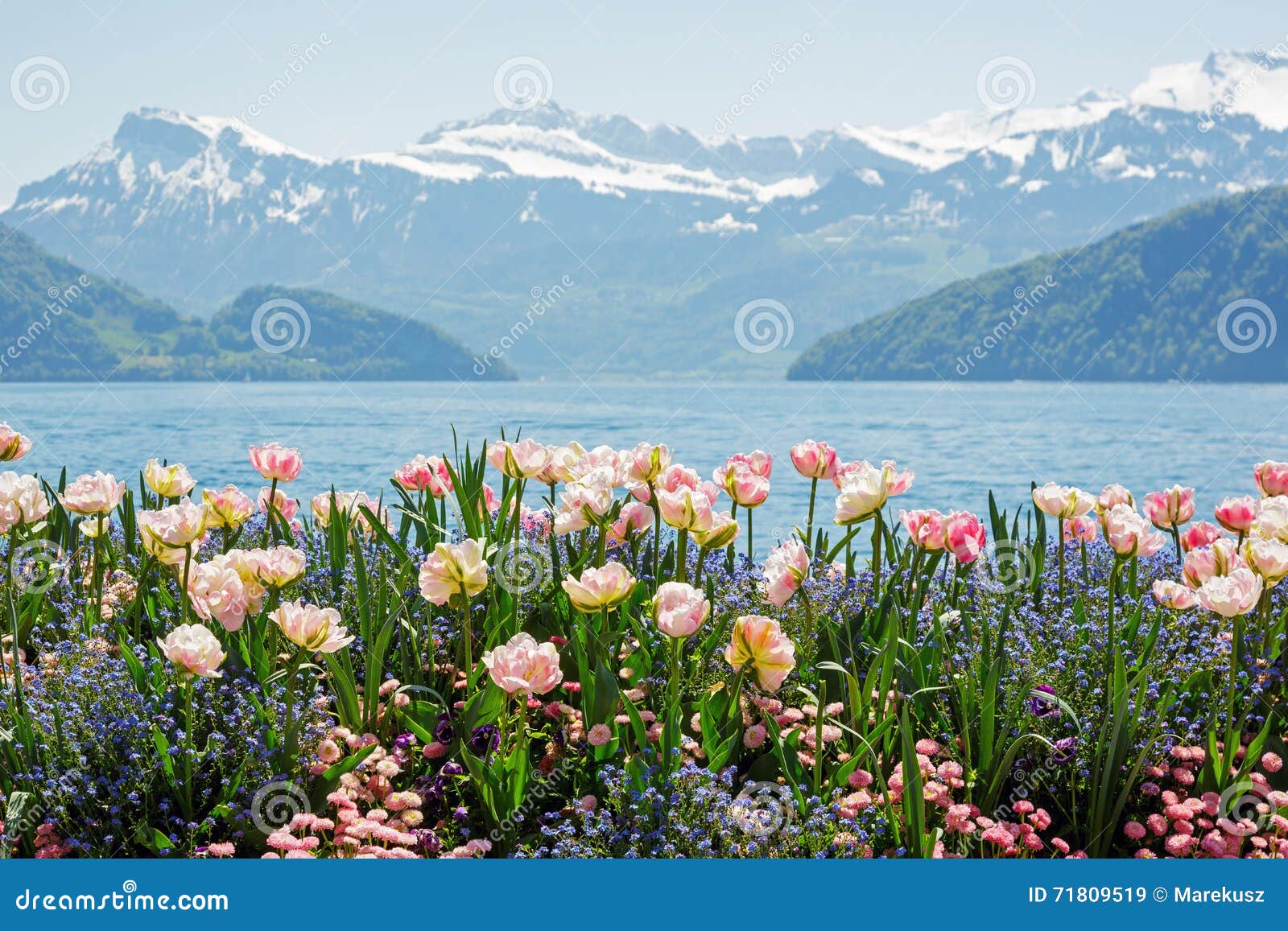 Blumen durch den See stockbild. Bild von schweizer, alpen - 71809519