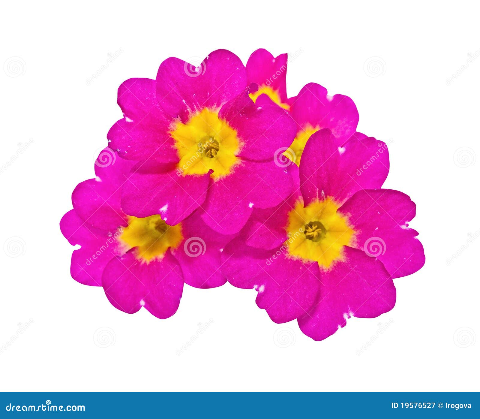 Blumen einer Primel stockbild. Bild von schönheit, dekoration - 19576527