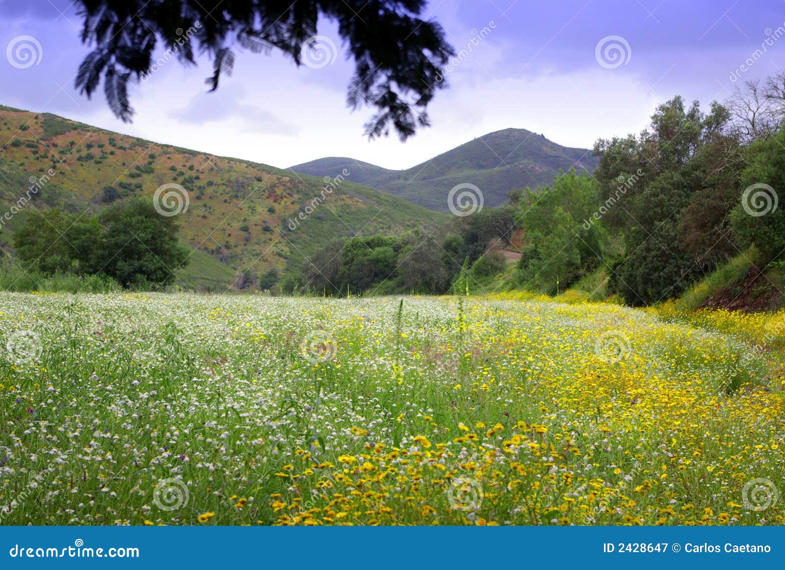 Blumen-Feld stockbild. Bild von bewölkt, herbst, gänseblümchen - 2428647