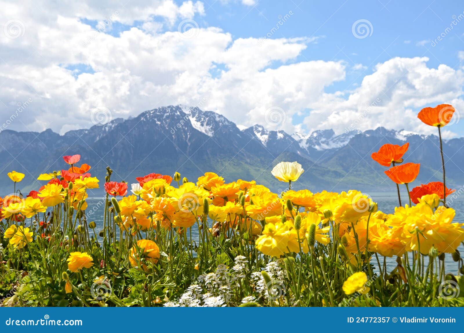 Blumen Gegen Berge Und See Genf Stockbild - Bild von rücksortierung ...