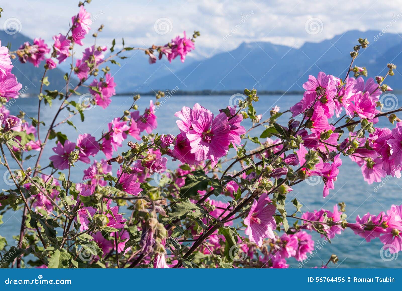 Blumen Gegen Berge Und See Genf Stockfoto - Bild von blume, dunkel ...