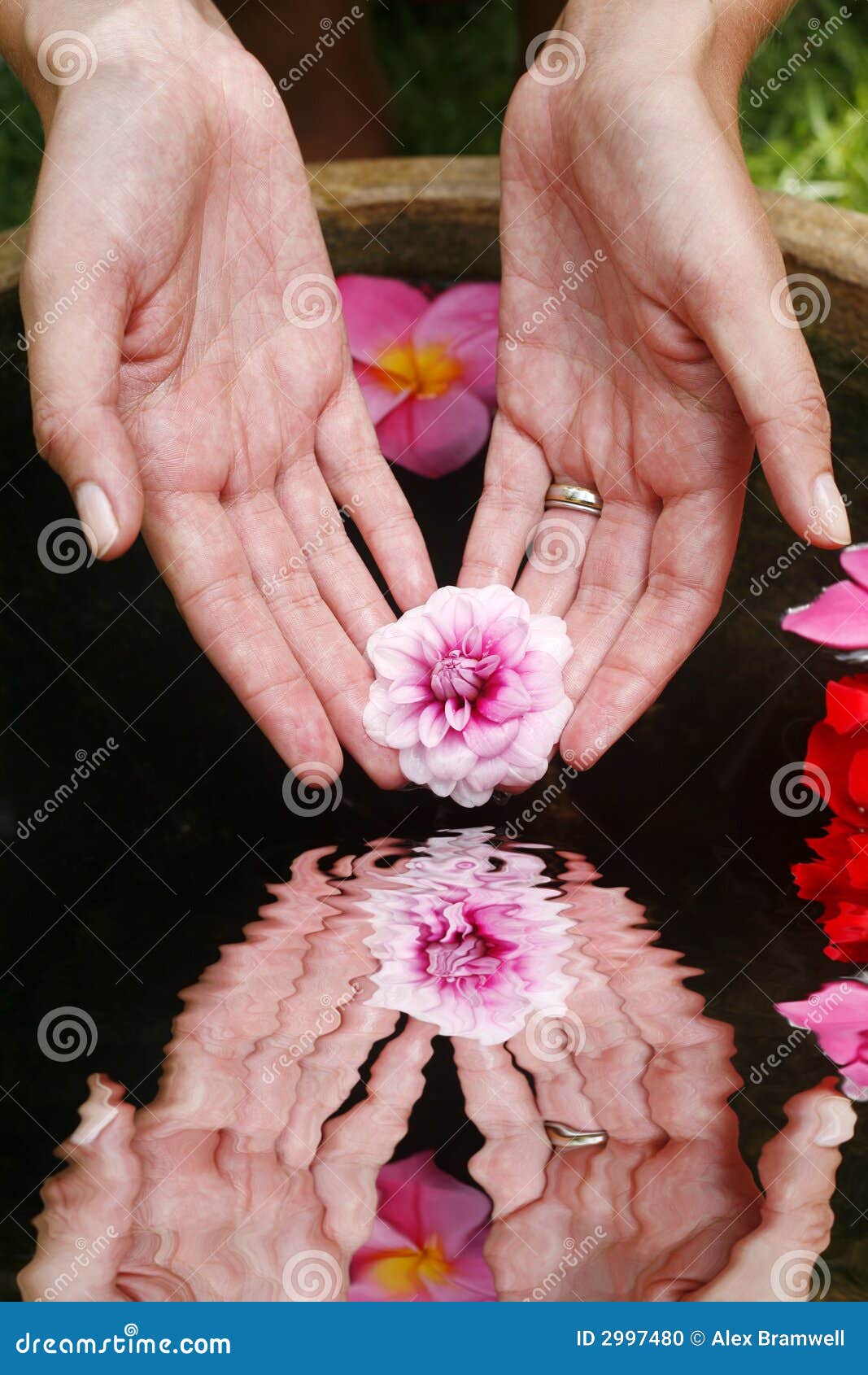 Blumen-Handreflexion stockfoto. Bild von frieden, nave - 2997480