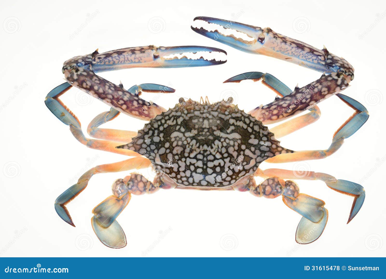 Blumen-Krabbe stockfoto. Bild von wasser, bunt, farbe - 31615478