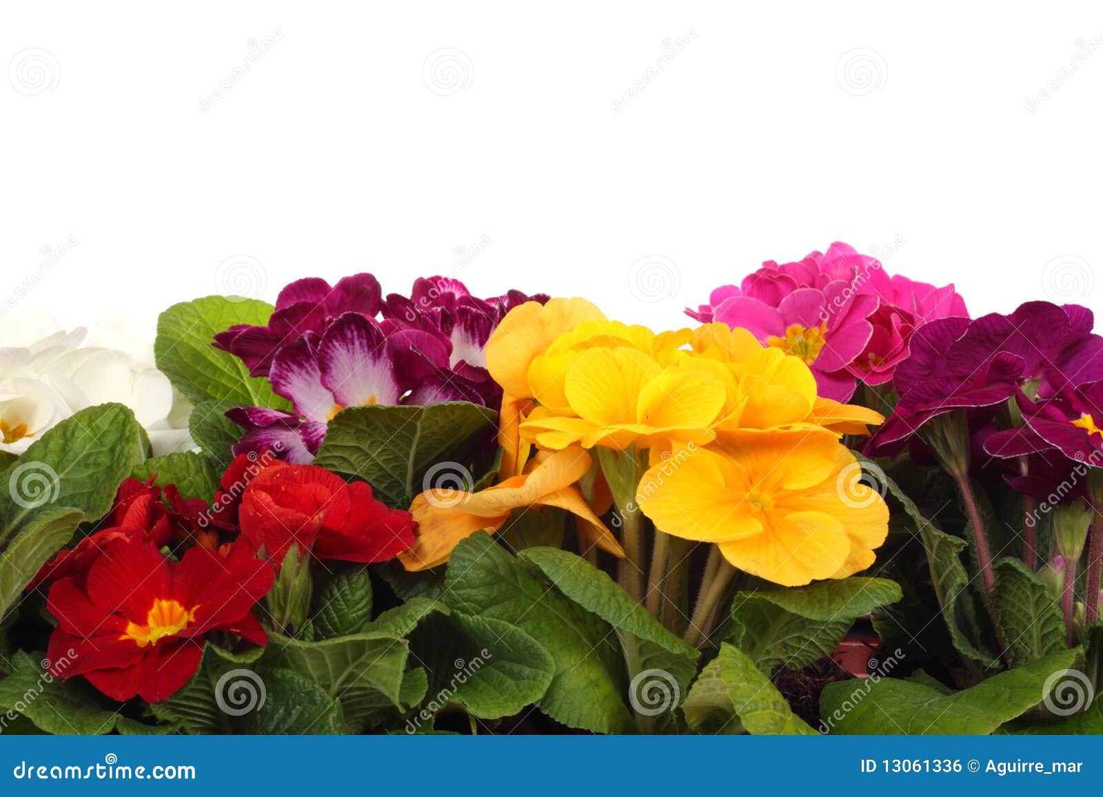 Blumen, Primel stockfoto. Bild von blüte, gärtnern, primel - 13061336