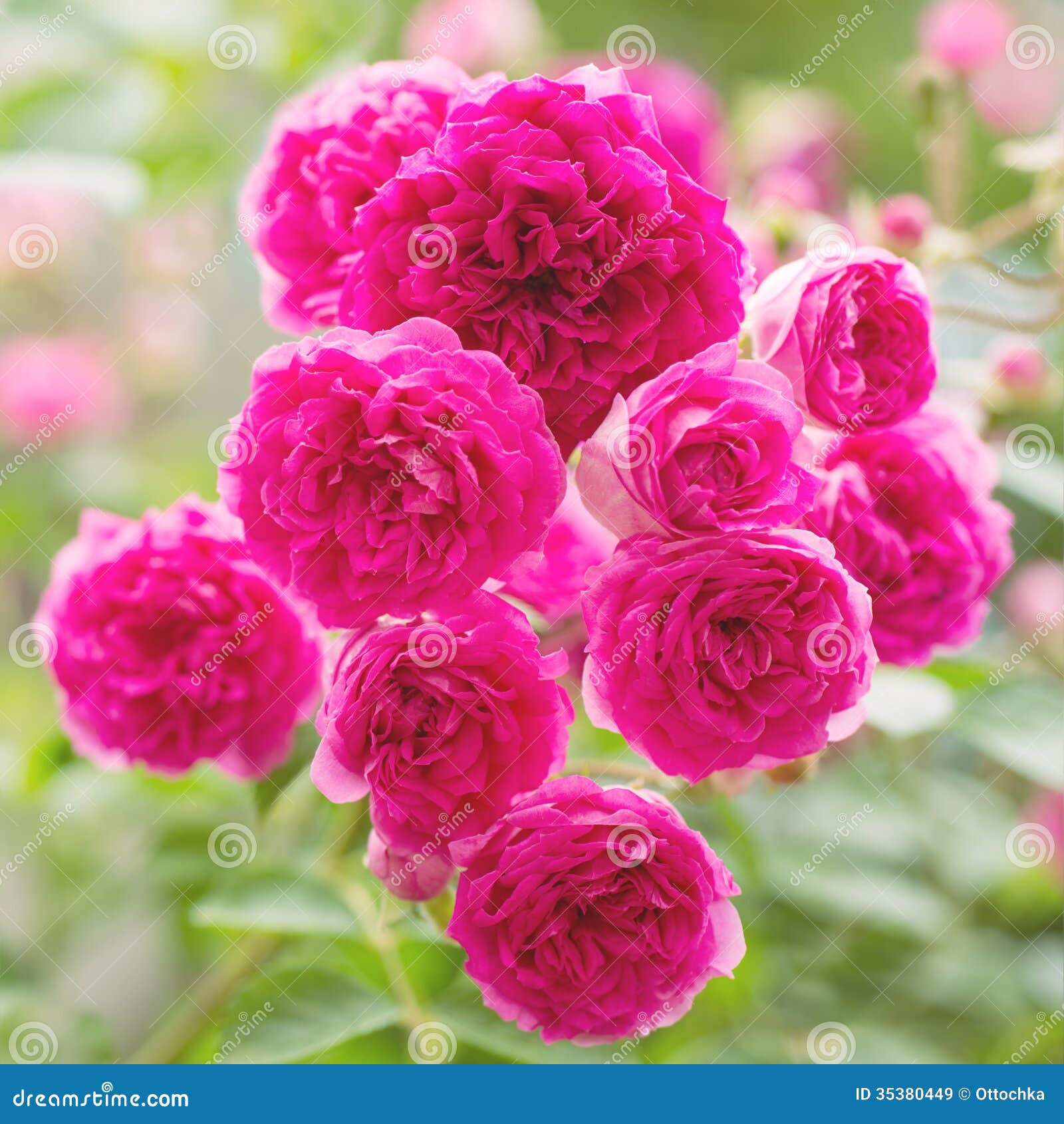 Blumen rosa Rose stockbild. Bild von geschenk, garten - 35380449