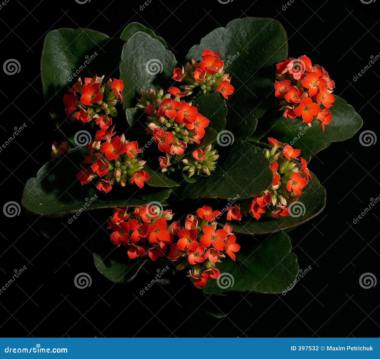 Blumen-Rot Kalanchoe stockfoto. Bild von fenster, blume - 397532